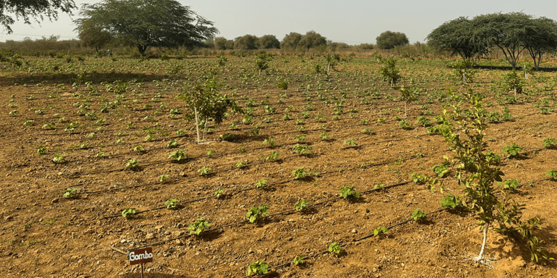 La ferme de Carmeuse Sénégal - Carmeuse Overseas